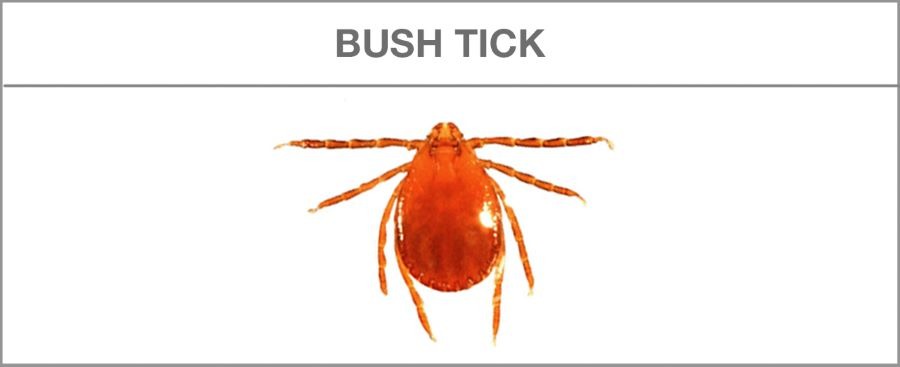 What Do Ticks Look Like & How To Spot Them | NexGard® Range